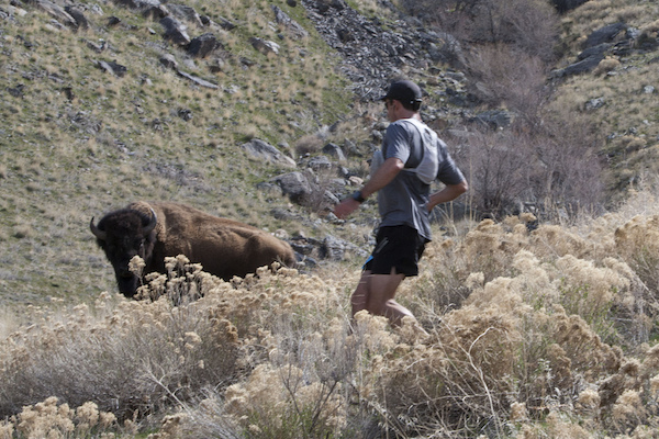 2014 Antelope Island buffalo Run Race Report - Ultra Running Magazine